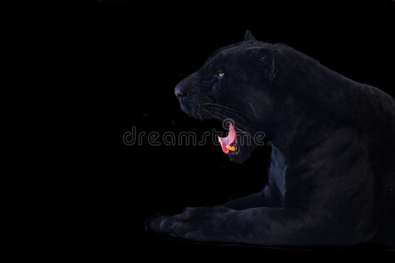 Black Panther Shot Close Up Black Background Stock Photo - Image of ...