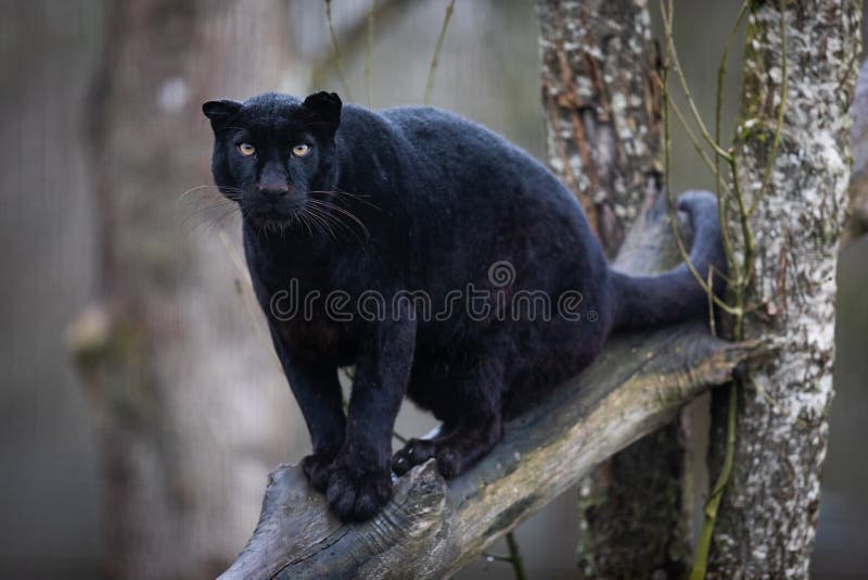 Black Panther Sitting on a Tree Stock Image - Image of graphic, dark ...