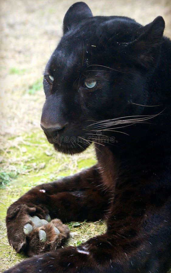 Black Panther, a Variant of the Leopard Stock Photo - Image of mammal ...
