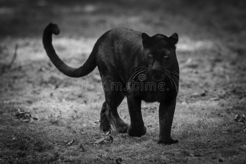 1,254 Black Panther Walking Stock Photos - Free & Royalty-Free Stock ...