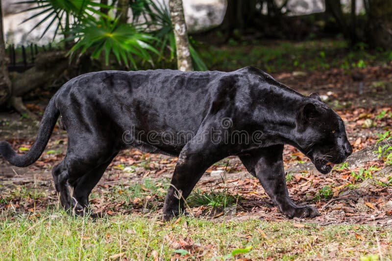 11,093 Black Panther Stock Photos - Free & Royalty-Free Stock Photos ...