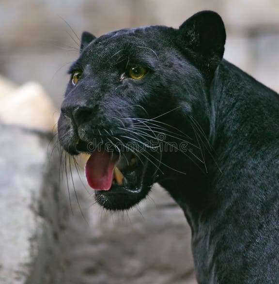 5,690 Yellow Panther Stock Photos - Free & Royalty-Free Stock Photos ...