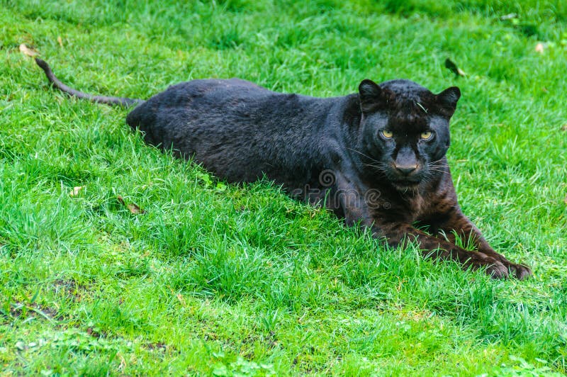 25,459 Panther Stock Photos - Free & Royalty-Free Stock Photos from ...