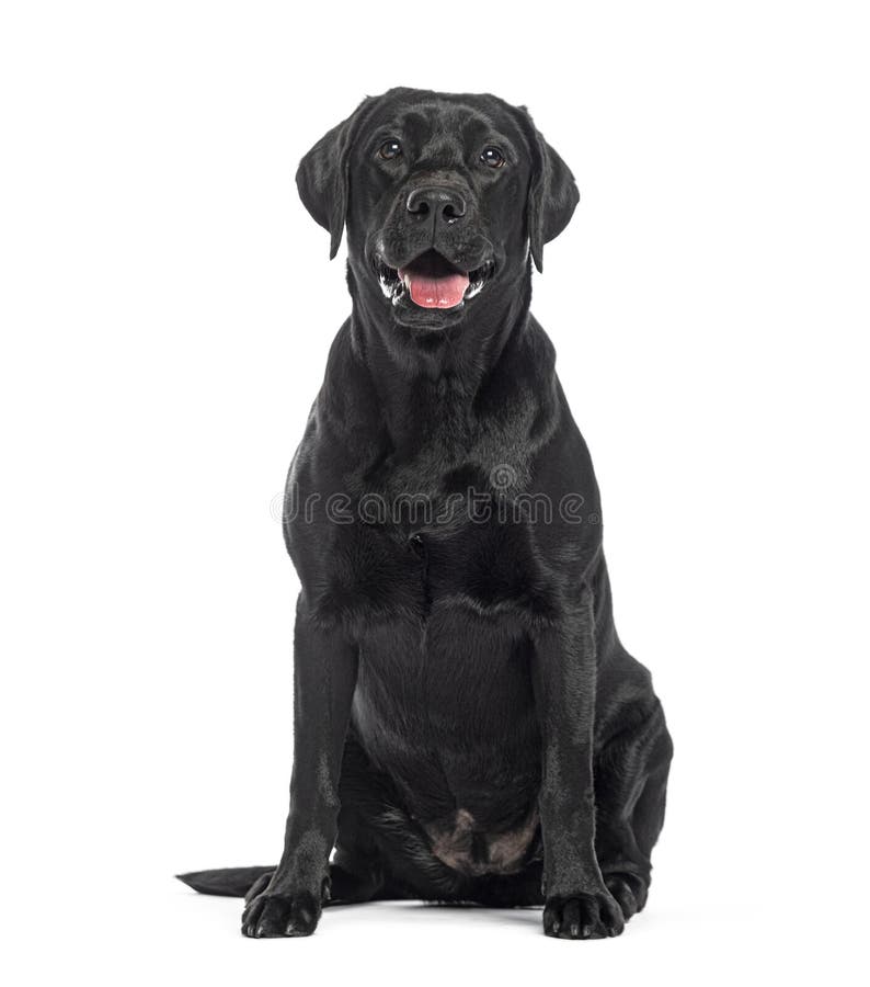 Black Panting Labrador Sitting , Isolated on White Stock Photo - Image ...