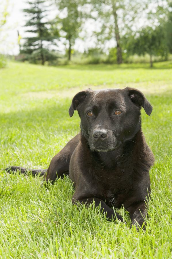 Black pariah-dog lying stock image. Image of posing, lying - 40862365