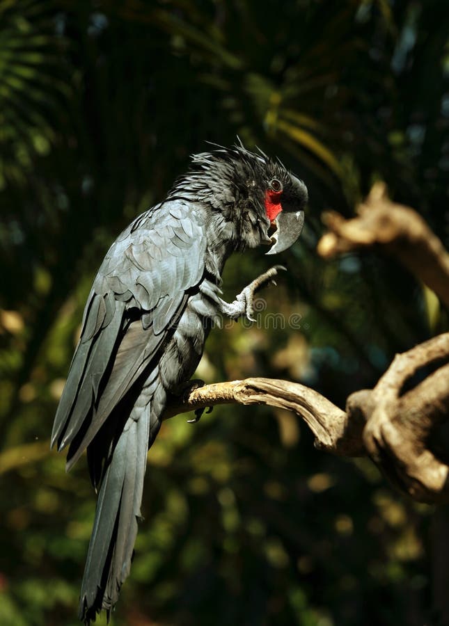 Black parrot stock photo. Image of zoological, black - 47866046