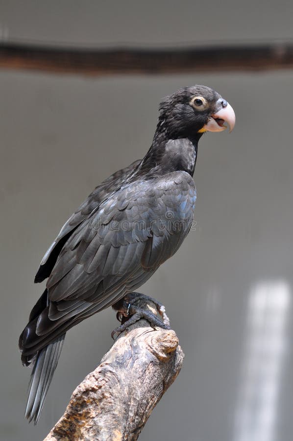 Black Parrot Bird of African Stock Image - Image of parrot, curiosity ...