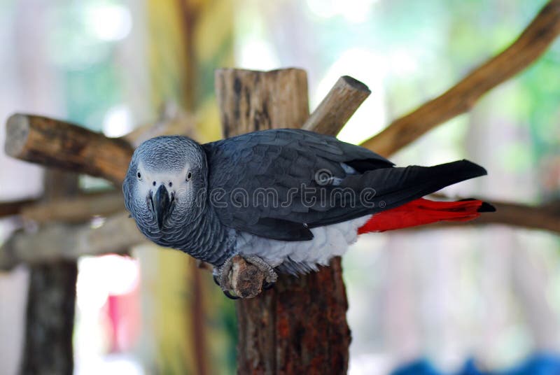 Black parrot stock photo. Image of avian, black, crest - 54752560