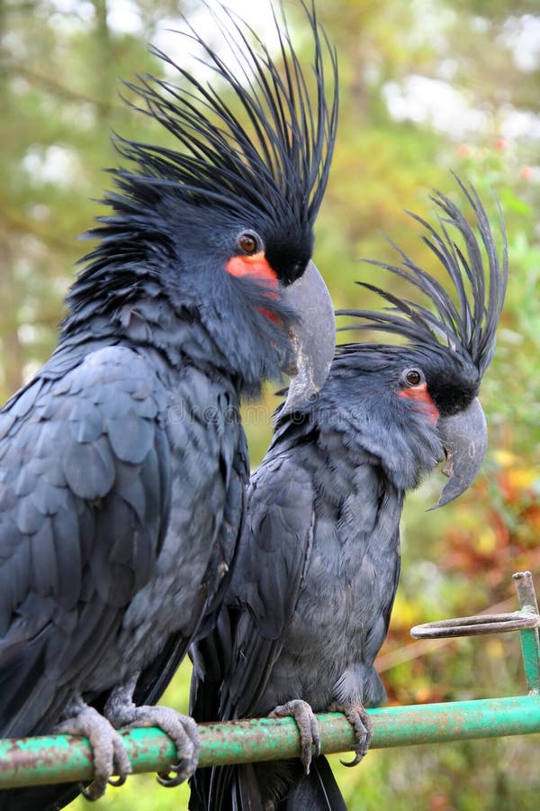 Pretty parrots stock image. Image of park, bird, poultry - 33471295