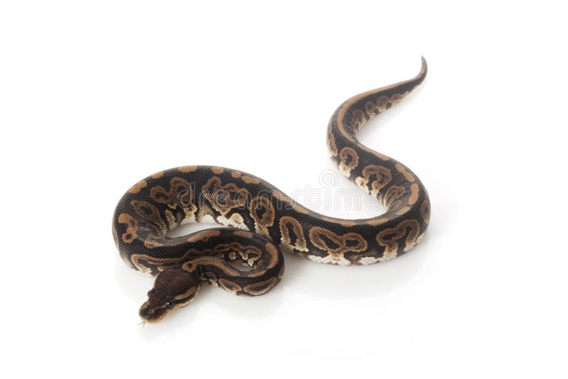 Black pastel ball python stock photo. Image of background - 11444318