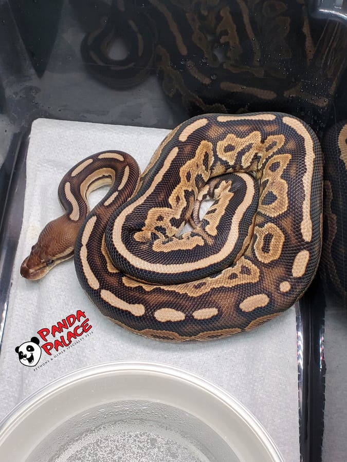 Black pastel ball python stock photo. Image of chocolate - 232197040