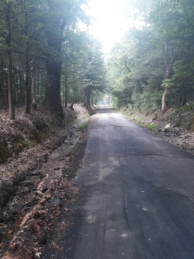 Black Paved Road with Wooded Area Stock Image - Image of wooded, pave ...