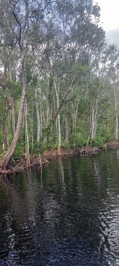 Black Peat Swamp Water in Central Kalimantan Stock Image - Image of ...