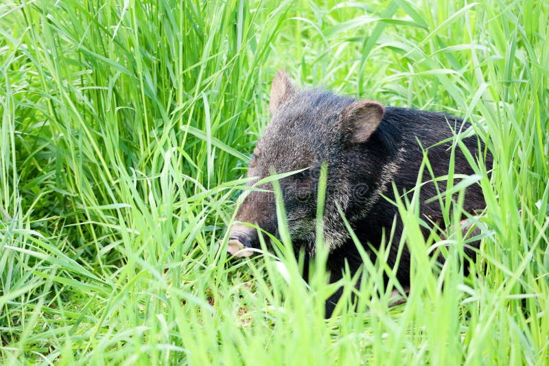 Black Peccary Pig Hiding in the Grass Stock Photo - Image of forest ...