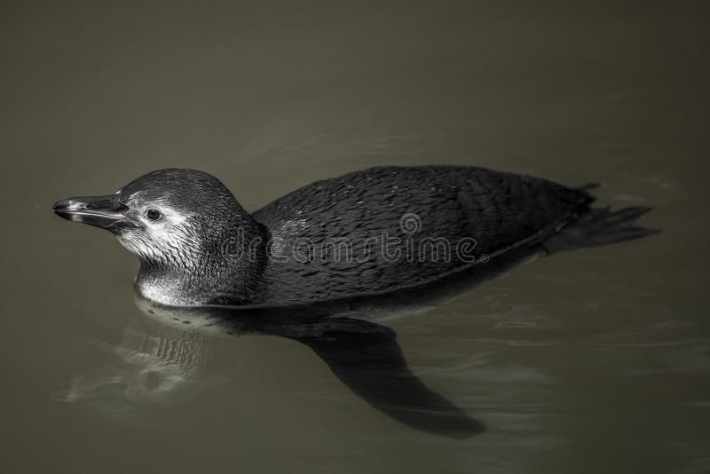 Black penguin stock photo. Image of lagoon, nature, black - 50891664