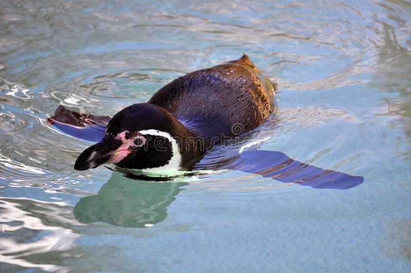 Black penguin stock photo. Image of beautiful, cold, panda - 54929514