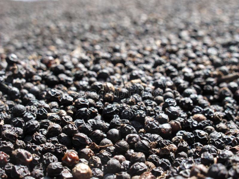 Drying Black Pepper on Plantation Stock Photo - Image of natural, round ...