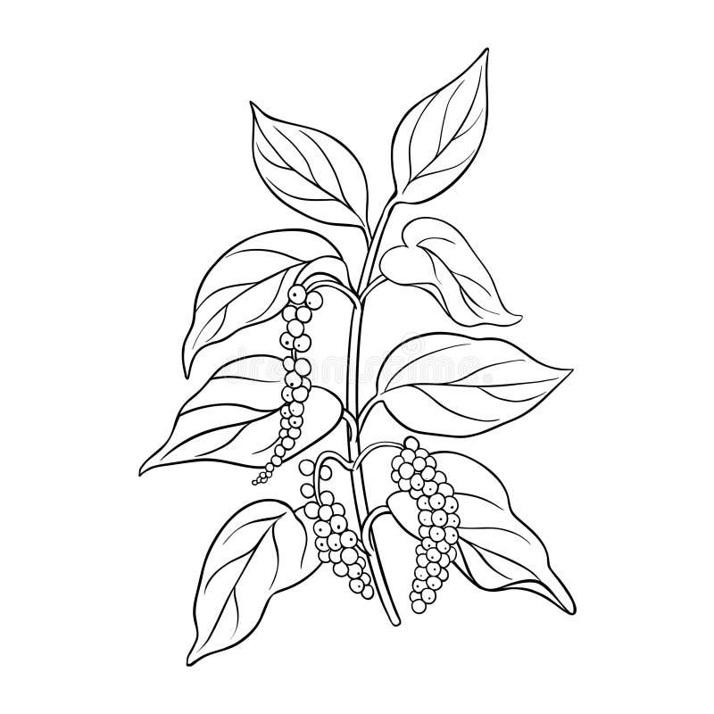 Black Pepper Branch Outline Illustration Stock Illustration ...