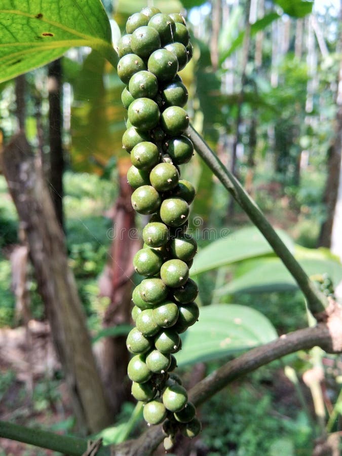 Black Pepper Plants On Arecanut Trees Stock Photo - Image of care ...