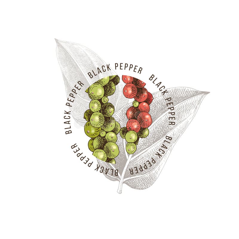 Black Pepper Emblem with Hand Drawn Peppercorns Stock Vector ...