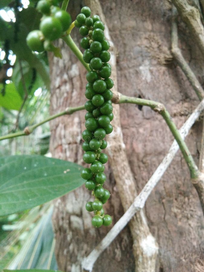 Black pepper stock photo. Image of facts, fiver, crop - 102260090