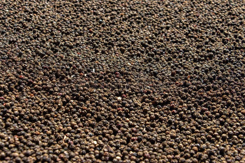 Black Pepper (Piper Nigrum) is Drying on the Sunlight Stock Photo ...