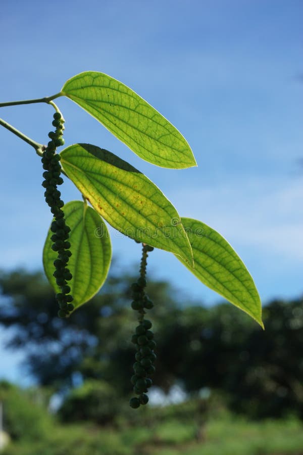 Black Pepper (Piper Nigrum, Peppercorn, Merica, Lada, Sahang) on the ...
