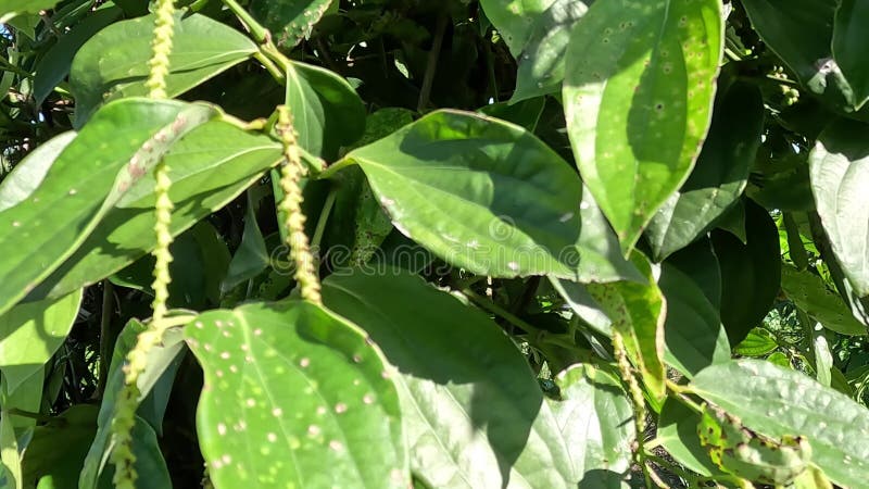 Black Pepper (Piper Nigrum, Peppercorn, Merica, Lada, Sahang) on the ...