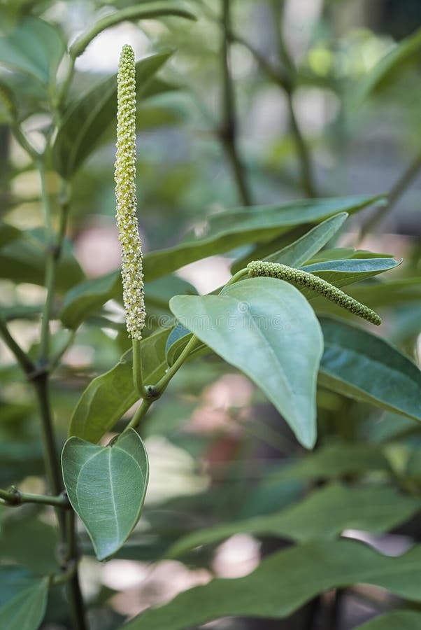 Black Pepper (Piper Nigrum), Plant with Flower Stock Photo - Image of ...