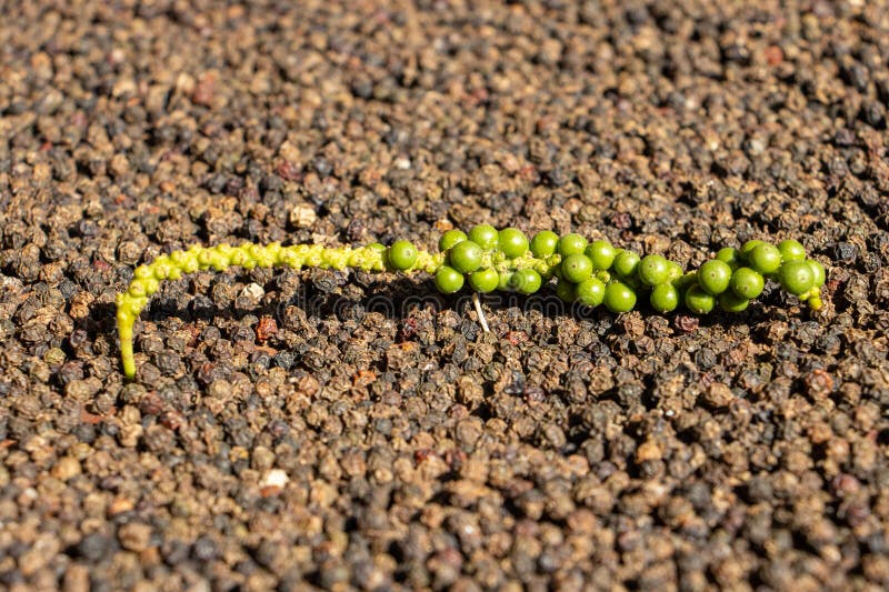 Black Pepper (Piper Nigrum) in the Sunlight, Close Up Stock Image ...