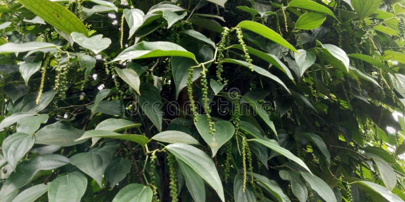 525 Black Pepper Kerala Stock Photos - Free & Royalty-Free Stock Photos ...
