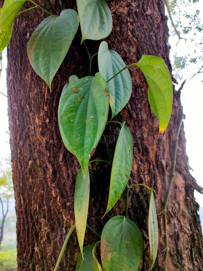 Black pepper plant image. stock photo. Image of fresh - 360413866