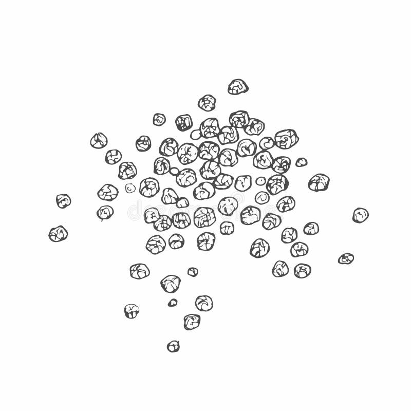 Black Pepper Seasoning. Hand Drawn Ink Sketch Stock Illustration ...