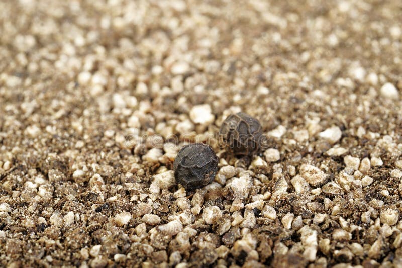 Black Pepper and Black Pepper Powder Stock Image - Image of background ...