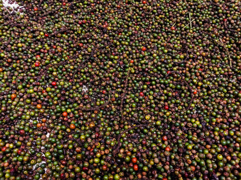 Black Pepper Sun Dried on a Sheet Stock Image - Image of spice, black ...