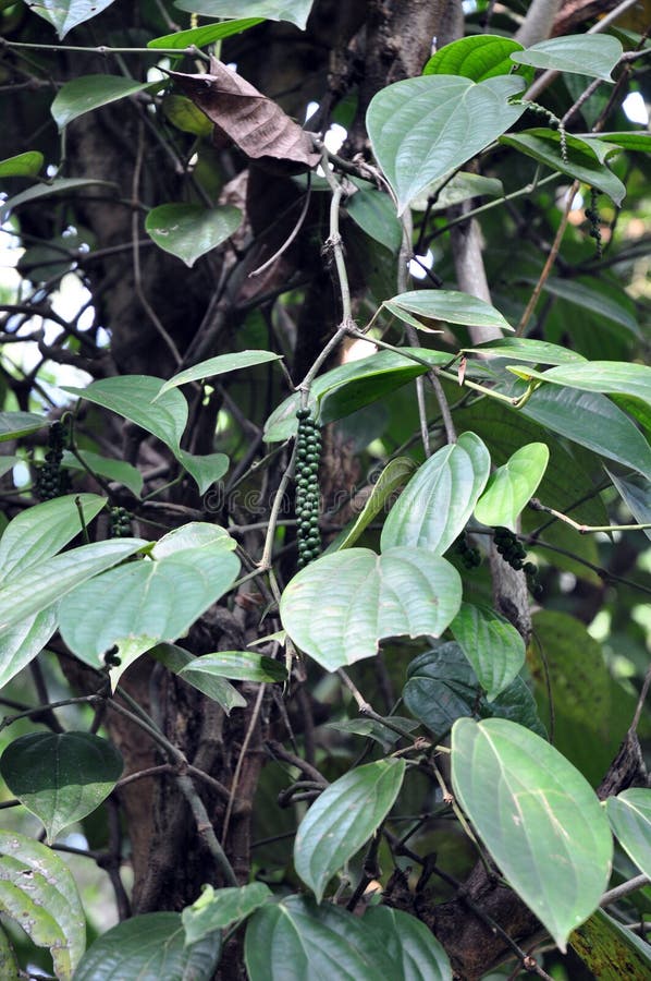 Black pepper tree stock photo. Image of cluster, leaves - 23670210