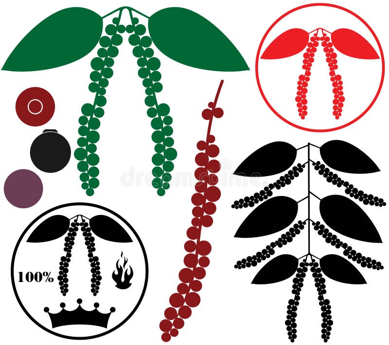 Black pepper stock vector. Illustration of abstract, crop - 49299838