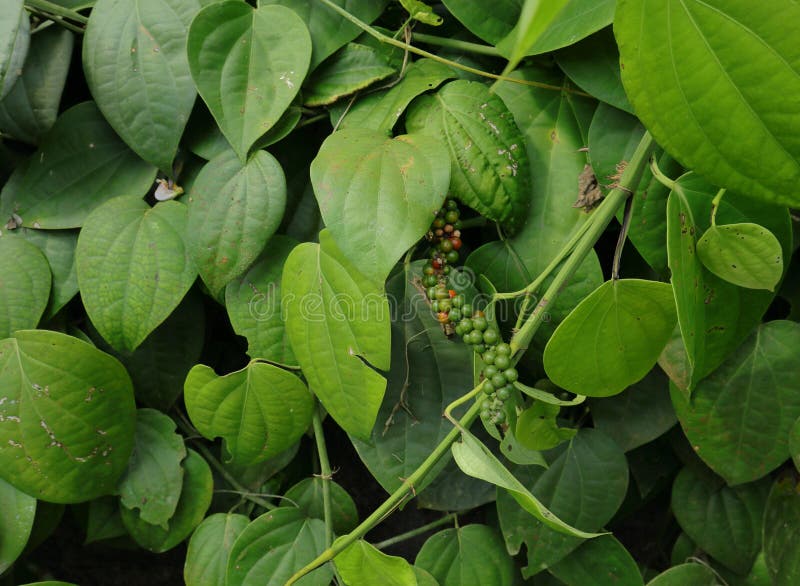 A Black Pepper Vine with a Hanging Spike Stock Photo - Image of ...