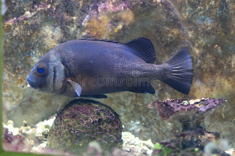 Black perch stock image. Image of gray, colors, shades - 56036223
