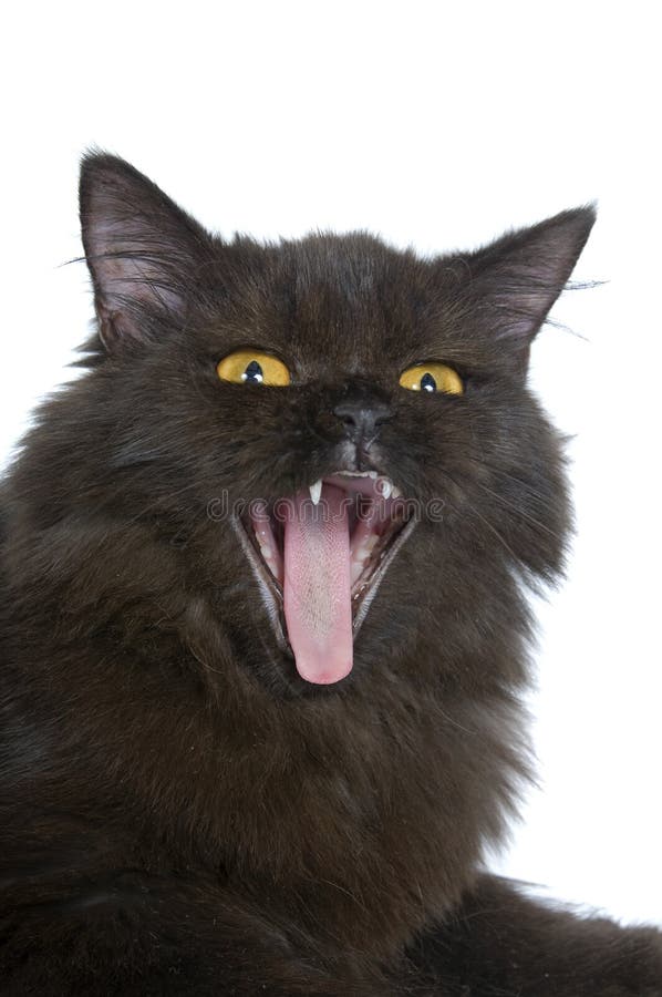 228 Black Cat Scream Stock Photos - Free & Royalty-Free Stock Photos ...