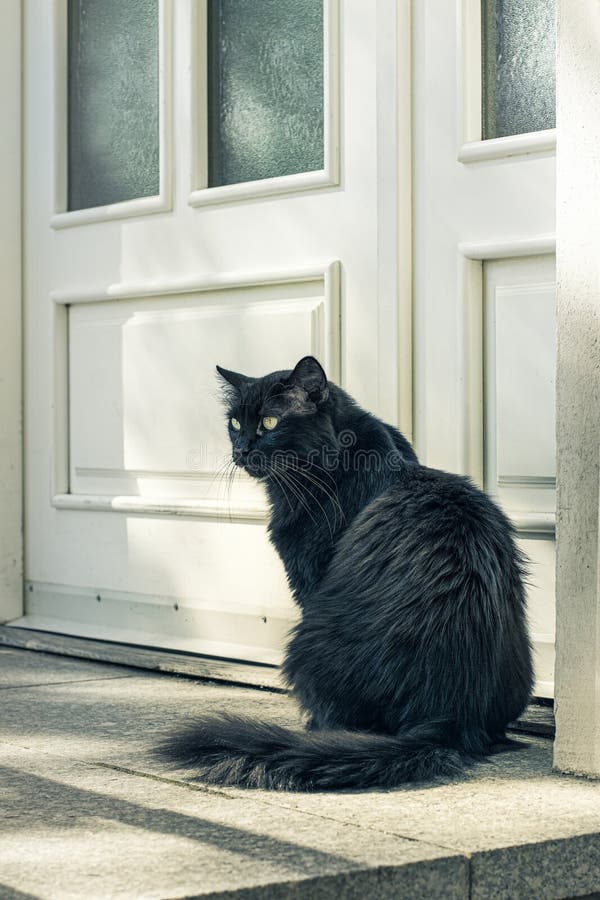 Black Long Haired Cat Sitting Outside by the Door Stock Photo - Image ...