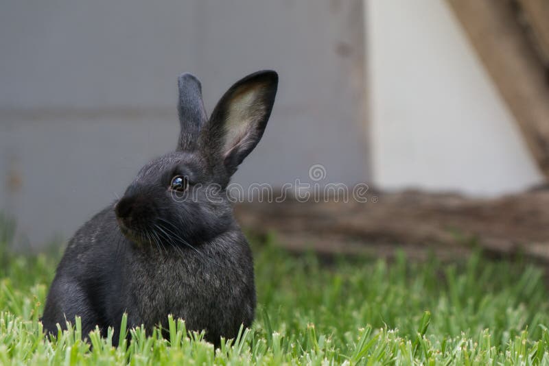 Black Pet Rabbit Playing Outdoors in the Garden Stock Photo - Image of ...