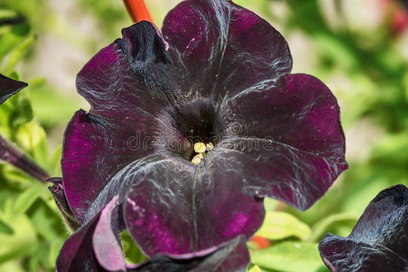 Black petunia flowers stock photo. Image of season, colors - 96783642