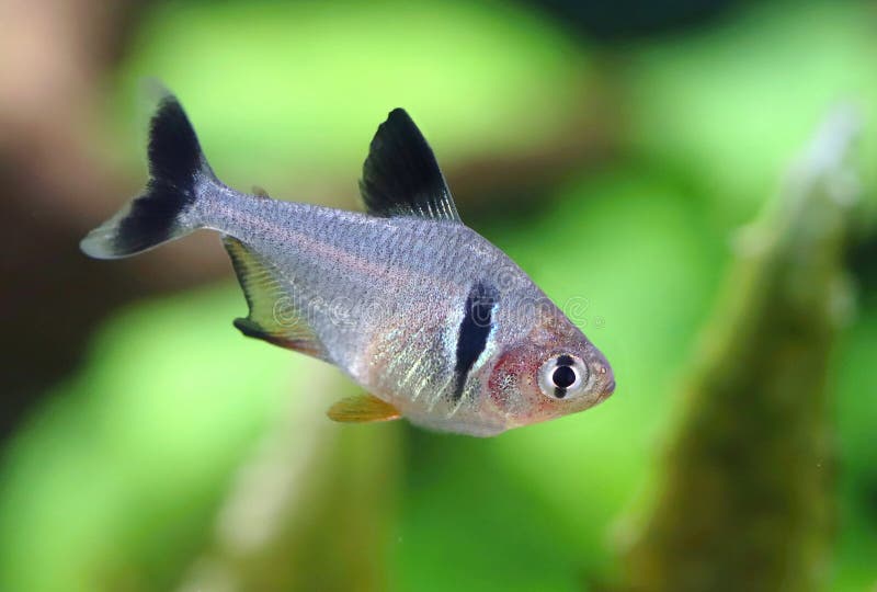 The Black Phantom Tetra Fish Stock Image - Image of animal, breeding ...