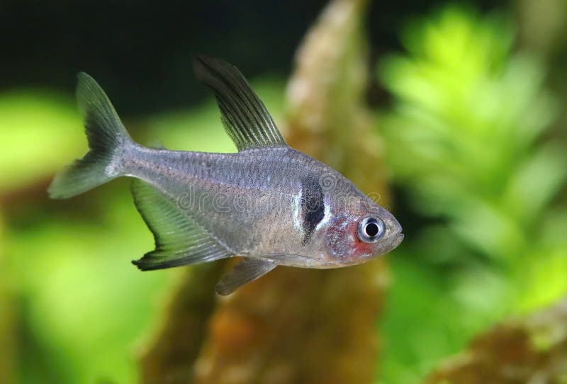 The Black Phantom Tetra Fish Stock Photo - Image of beautiful, animal ...
