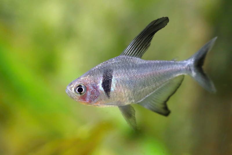 The Black Phantom Tetra Fish Stock Image - Image of friend, healthy ...