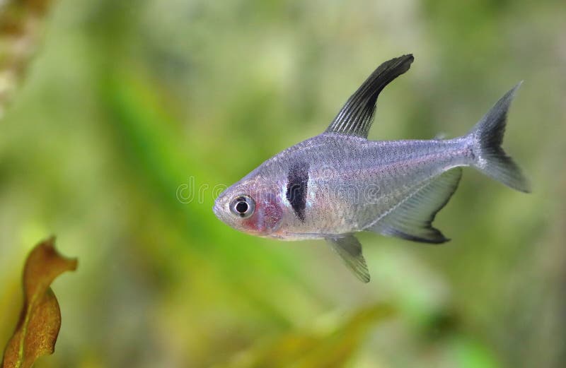 The Black Phantom Tetra Fish Stock Image - Image of fish, exotic: 352983887