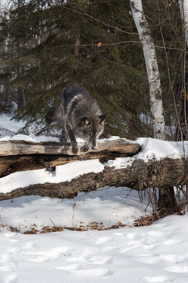 Black Phase Grey Wolf Canis Lupus Jumps Down Off Log Winter Stock Photo ...
