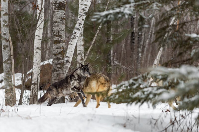 Black Phase Grey Wolf Canis Lupus and Pack Run through Woods Winter ...