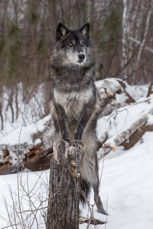 Black Phase Grey Wolf Canis Lupus Paws on Stump Stock Image - Image of ...